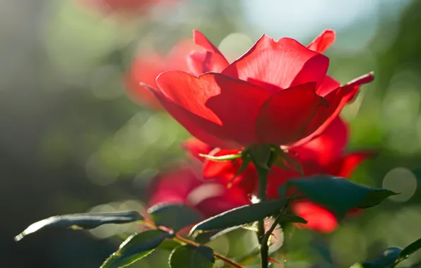 Wallpaper light, red, roses for mobile and desktop, section цветы ...