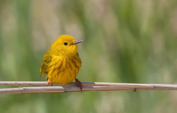 Wallpaper background, bird, yellow for mobile and desktop, section ...