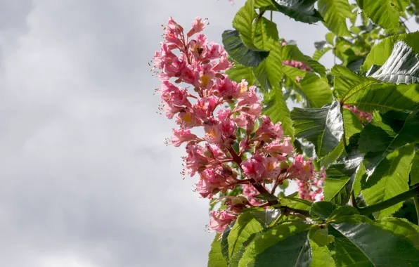 Wallpaper tree, pink, candle, chestnut for mobile and desktop, section ...