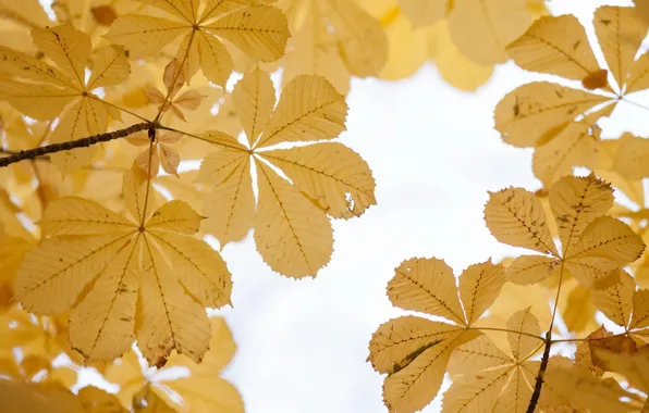 Wallpaper leaves, nature, background for mobile and desktop, section ...