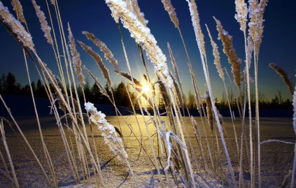 Wallpaper forest, landscape, nature for mobile and desktop, section ...