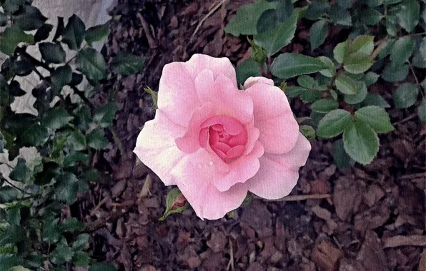 Wallpaper summer, flowers, roses, beauty for mobile and desktop ...