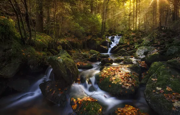 Wallpaper autumn, forest, nature for mobile and desktop, section ...