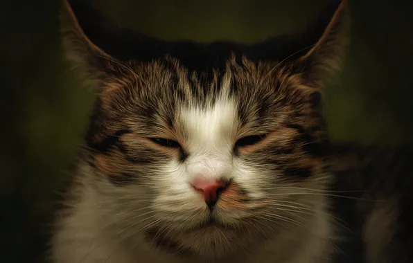 Download wallpaper cat, cat, pose, face, section cats in resolution ...