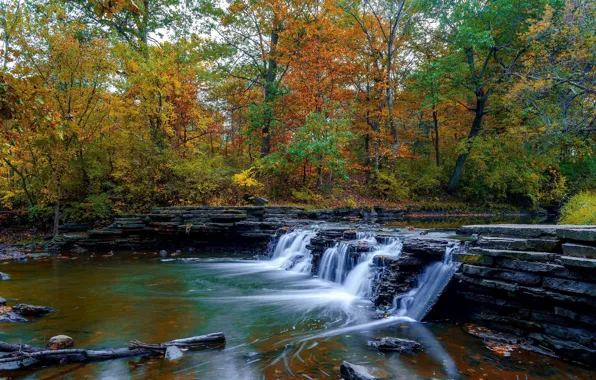 Wallpaper nature, Autumn, Forest for mobile and desktop, section ...