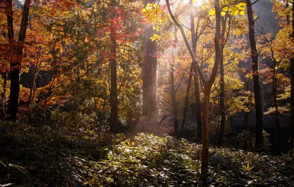 Wallpaper autumn, forest, leaves, the sun, trees, nature for mobile and ...
