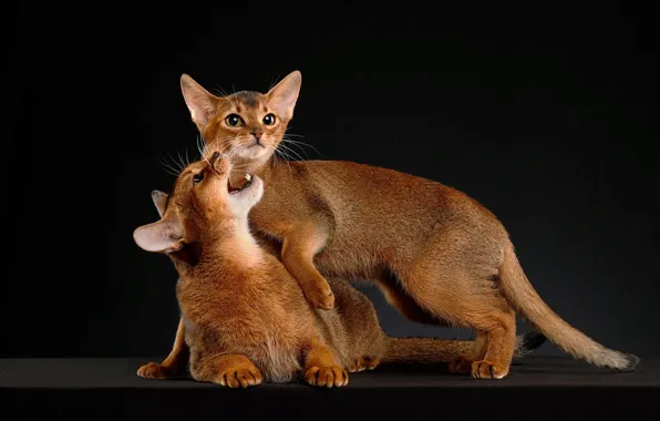 Download wallpaper animals, cats, cats, a couple, section cats in ...