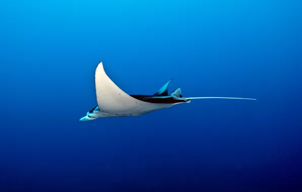 Wallpaper the ocean, manta, marine life, the depths of the ocean for ...