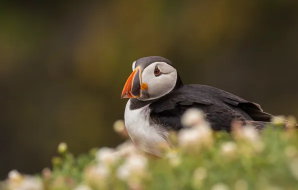 Wallpaper nature, bird, stalled for mobile and desktop, section ...