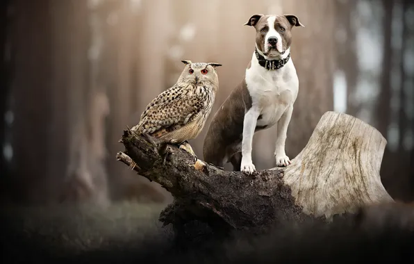 Wallpaper nature, owl, dog for mobile and desktop, section животные ...