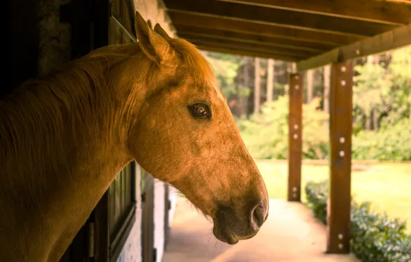 Wallpaper look, face, horse, horse, portrait, stable, stall for mobile ...