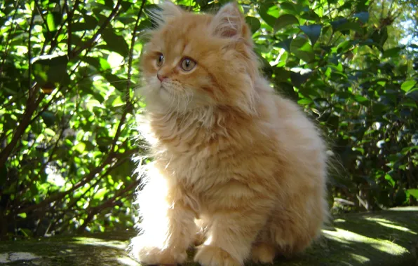 Wallpaper cat, fluffy, Kitty, baby, red, Kote images for desktop ...