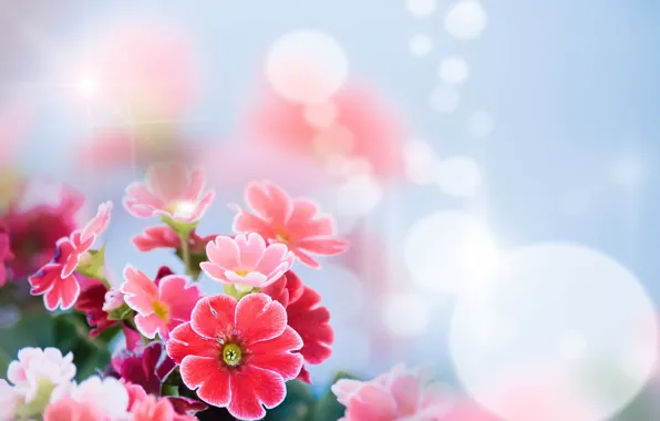 Download wallpaper flowers, tenderness, bokeh, section flowers in ...