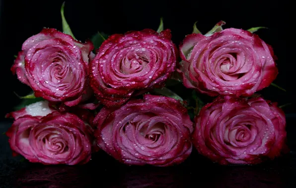 Wallpaper drops, Rosa, roses, trio images for desktop, section цветы ...