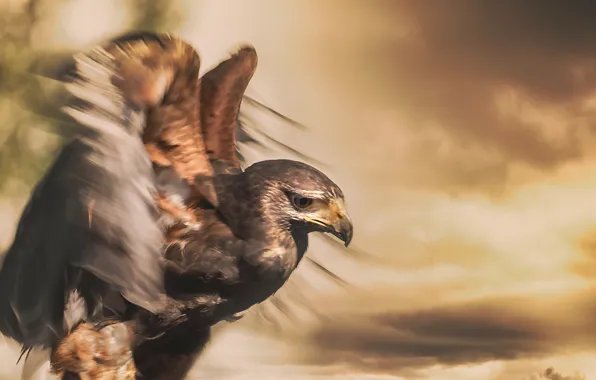 Wallpaper the wind, bird, eagle for mobile and desktop, section ...