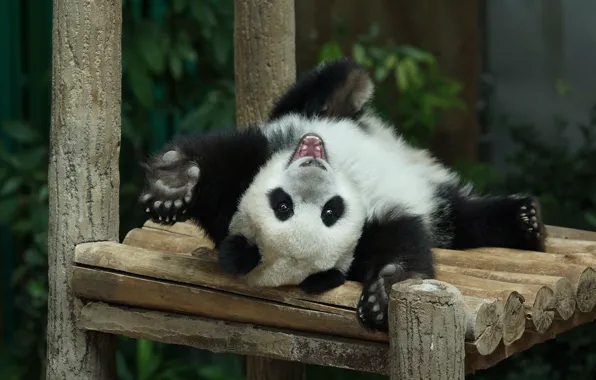 Wallpaper nature, pose, stay, paws, bear, mouth, Panda, bear for mobile ...