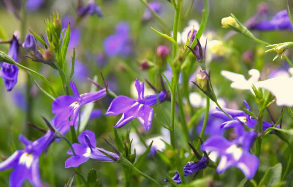Wallpaper summer, flowers, widescreen, lilac, grass greens, Lobelia for ...