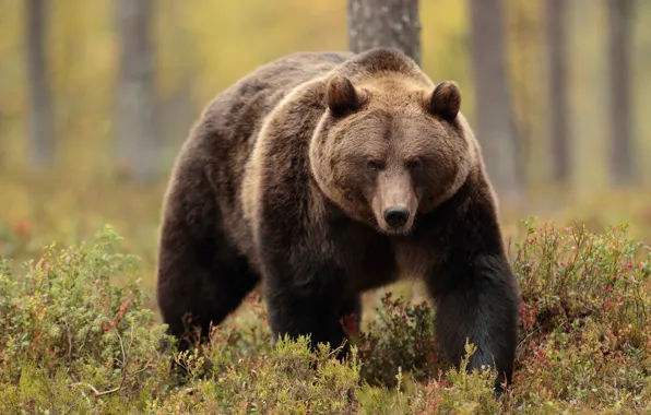 Wallpaper forest, look, face, nature, pose, glade, vegetation, paws ...