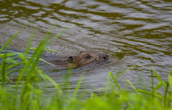 Wallpaper nature, spring, beaver, floats, photohunt for mobile and desktop, section животные ...