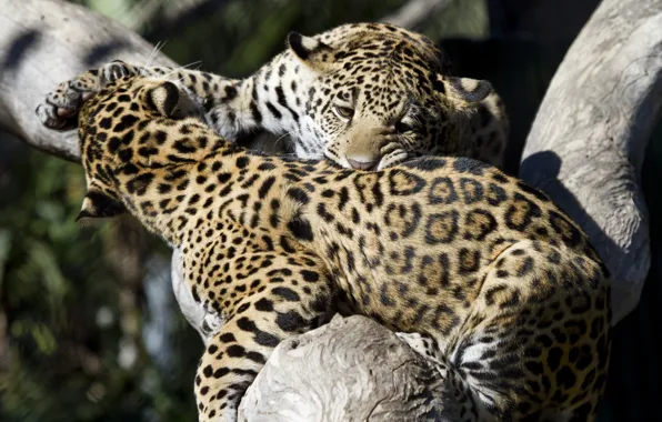 Wallpaper the game, predators, fight, wild cats, a couple, tigers, zoo ...