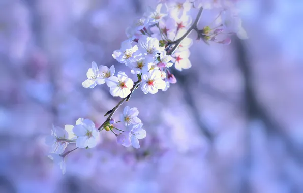 Download wallpaper macro, flowers, nature, sprig, background, tree ...