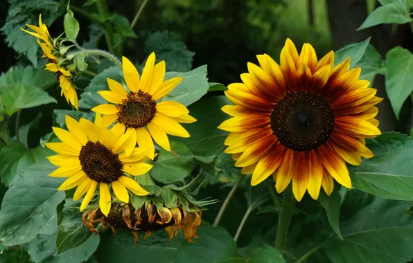 Wallpaper flower, yellow, spring, sunflower for mobile and desktop ...