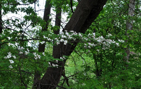 Wallpaper greens, trees, green, spring, flowering, trees, Spring ...