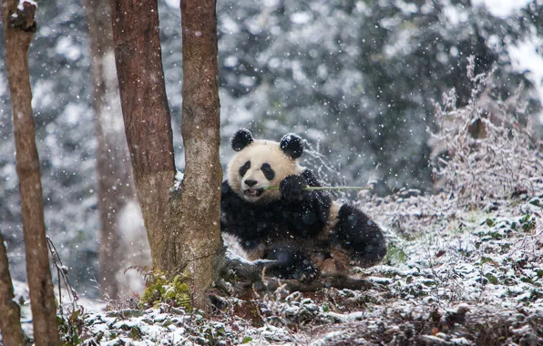 Download wallpaper forest, bear, snow, tree, animal, panda, mammal ...