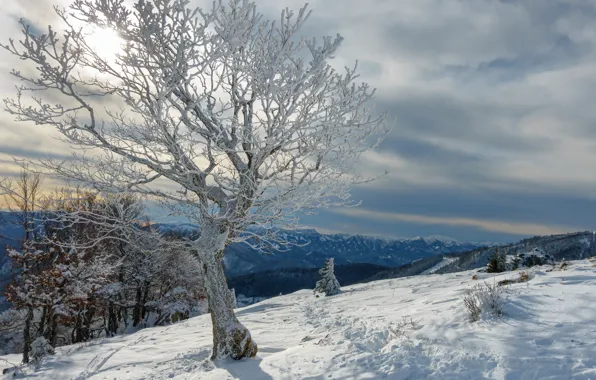 Download wallpaper winter, mountains, tree, section nature in ...
