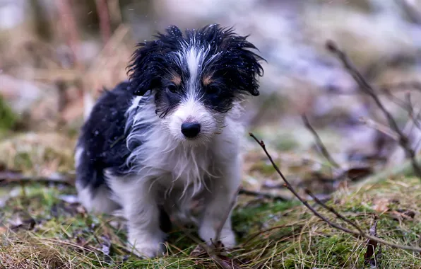 Download wallpaper nature, dog, puppy, section dog in resolution 1920x1080