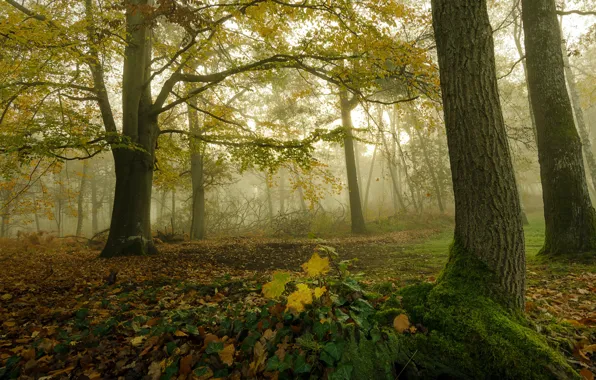 Wallpaper autumn, forest, nature for mobile and desktop, section ...