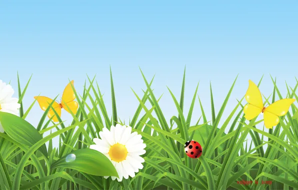 Wallpaper butterfly, chamomile, meadow for mobile and desktop, section ...