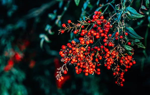 Wallpaper leaves, berries, the dark background, branch, fruit, red ...