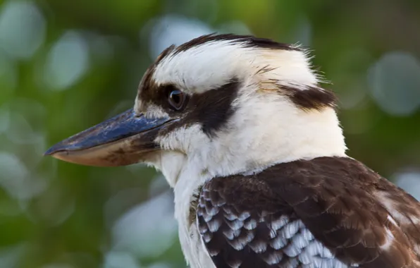Wallpaper bird, beak, the laughing Kookaburra for mobile and desktop ...