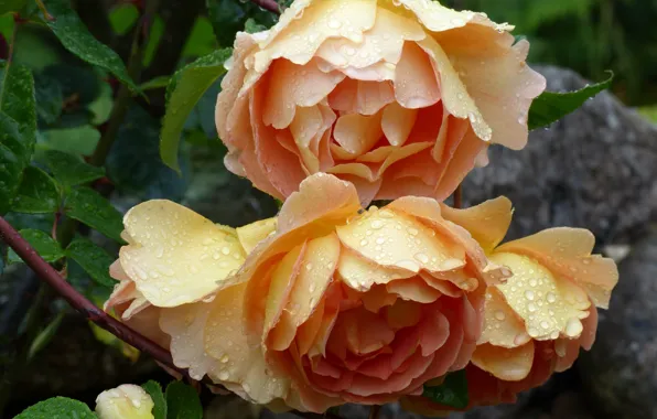 Wallpaper drops, macro, flowers, orange, roses for mobile and desktop ...
