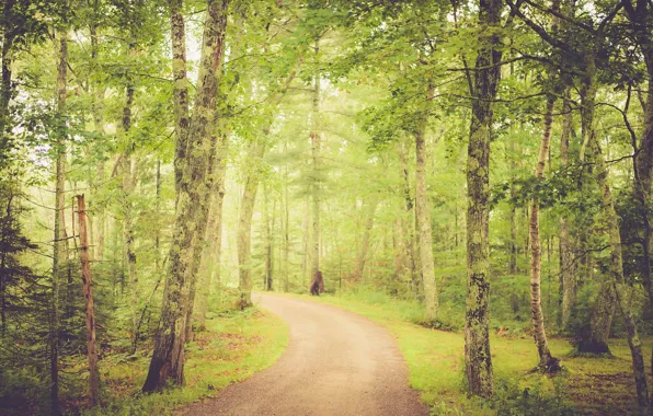 Wallpaper green, forest, road, trees, sunrise, sunlight for mobile and ...