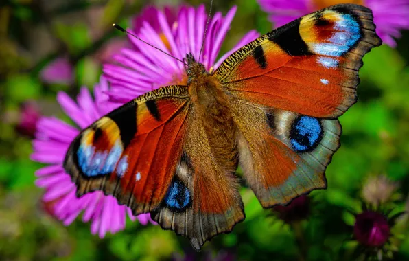 Download wallpaper macro, flowers, butterfly, wings, section macro in ...