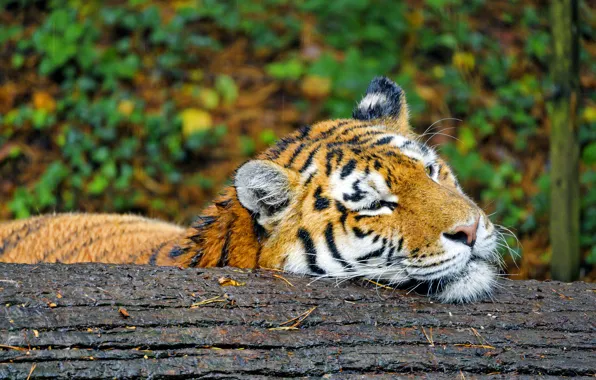 Download wallpaper tiger, rain, lies, log, section cats in resolution ...