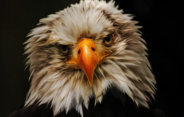 Wallpaper bird, beak, Orlan for mobile and desktop, section животные ...