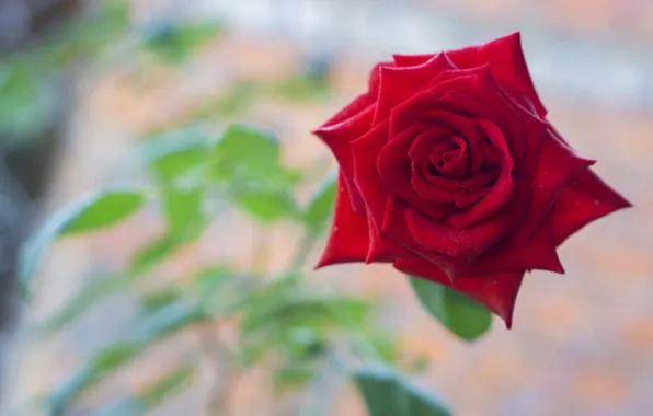 Wallpaper leaves, rose, blur, light background, red, bokeh for mobile ...