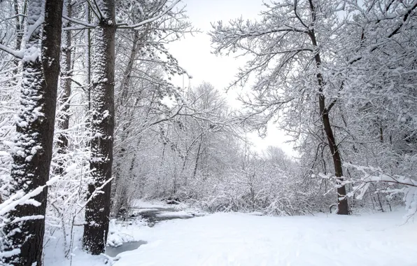 Wallpaper winter, forest, nature for mobile and desktop, section ...