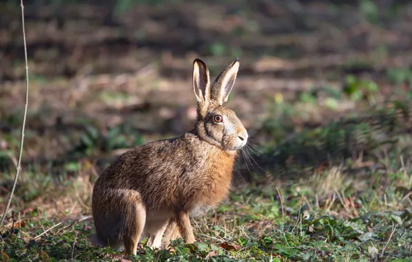 Wallpaper nature, background, hare for mobile and desktop, section ...
