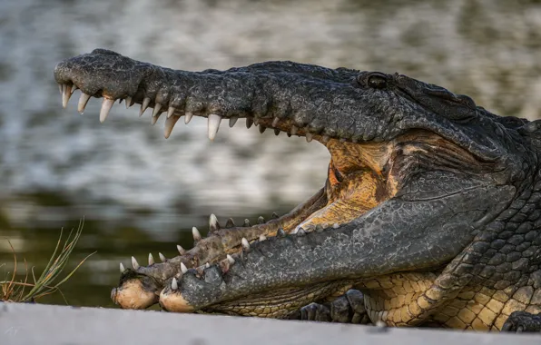 Wallpaper nature, crocodile, mouth for mobile and desktop, section ...
