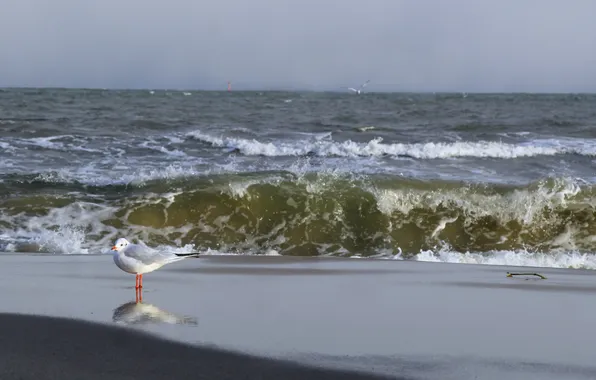 Wallpaper sea, ocean, bird for mobile and desktop, section природа ...