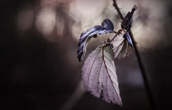 Wallpaper leaves, nature, background for mobile and desktop, section ...