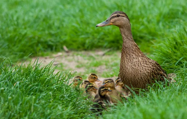 Wallpaper grass, spring, ducklings, duck images for desktop, section ...