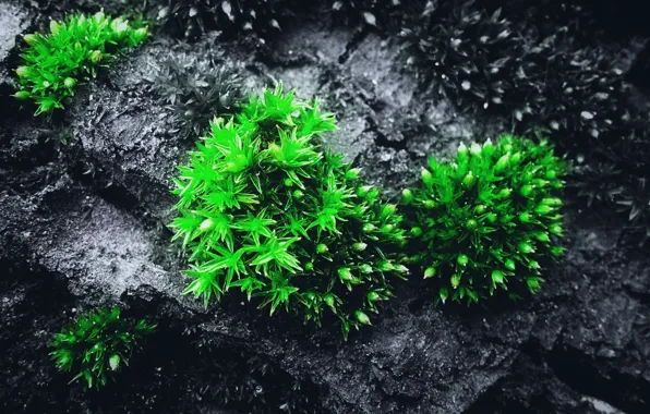 Wallpaper macro, green, macro, moss grass for mobile and desktop ...