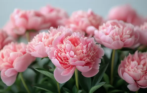 Wallpaper flowers, bouquet, pink, peonies, AI art, neural network for ...