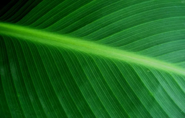 Wallpaper green, background, full HD for mobile and desktop, section ...
