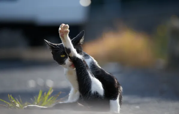 Download wallpaper cat, Koshak, Tomcat, foot, section cats in ...